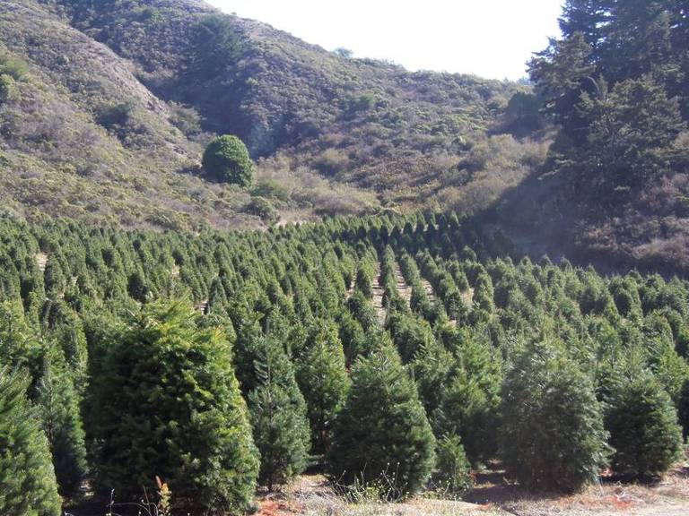 11 Christmas Tree Lots In The San Francisco Bay Area (2024)