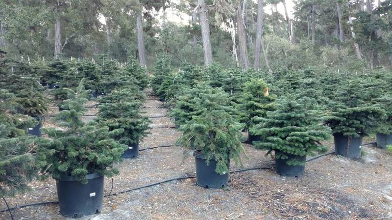 11 Christmas Tree Lots In The San Francisco Bay Area (2024)
