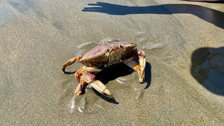 Say Hello To California's New State Crustacean, Slug, And Seashell