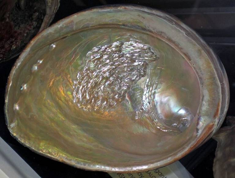 Say Hello To California's New State Crustacean, Slug, And Seashell