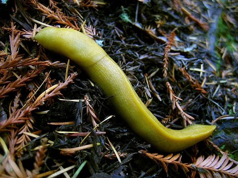 Say Hello To California's New State Crustacean, Slug, And Seashell