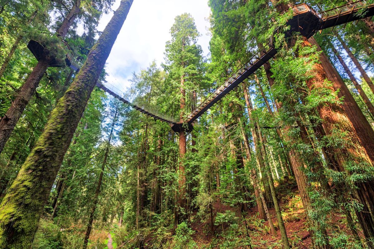 This Redwood Sky Walk Is One Of CA's Most Epic Attractions
