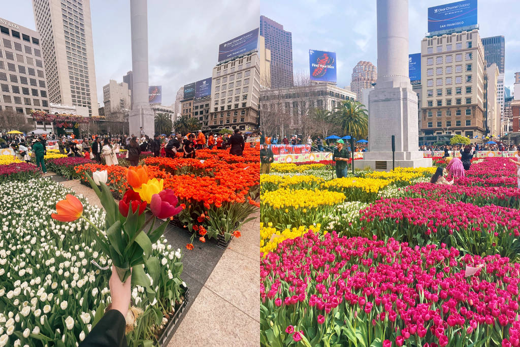 Flower Bulb Day, A Free Tulip Festival In San Francisco (2025)