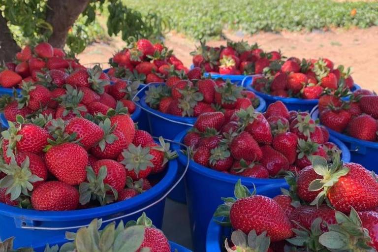 8 Fruitful Farms For Strawberry Picking In The Bay Area (2025)