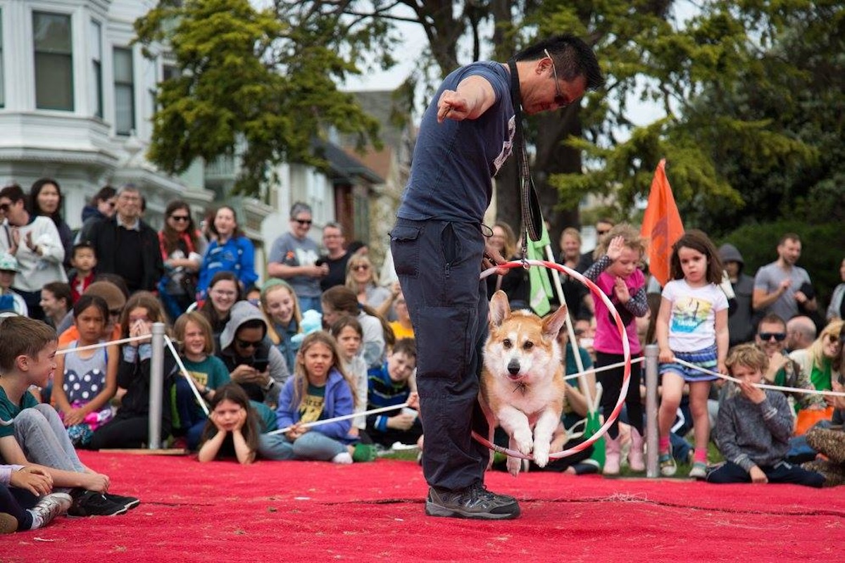 Hang Out With The Cutest Pups At SF DogFest This Weekend
