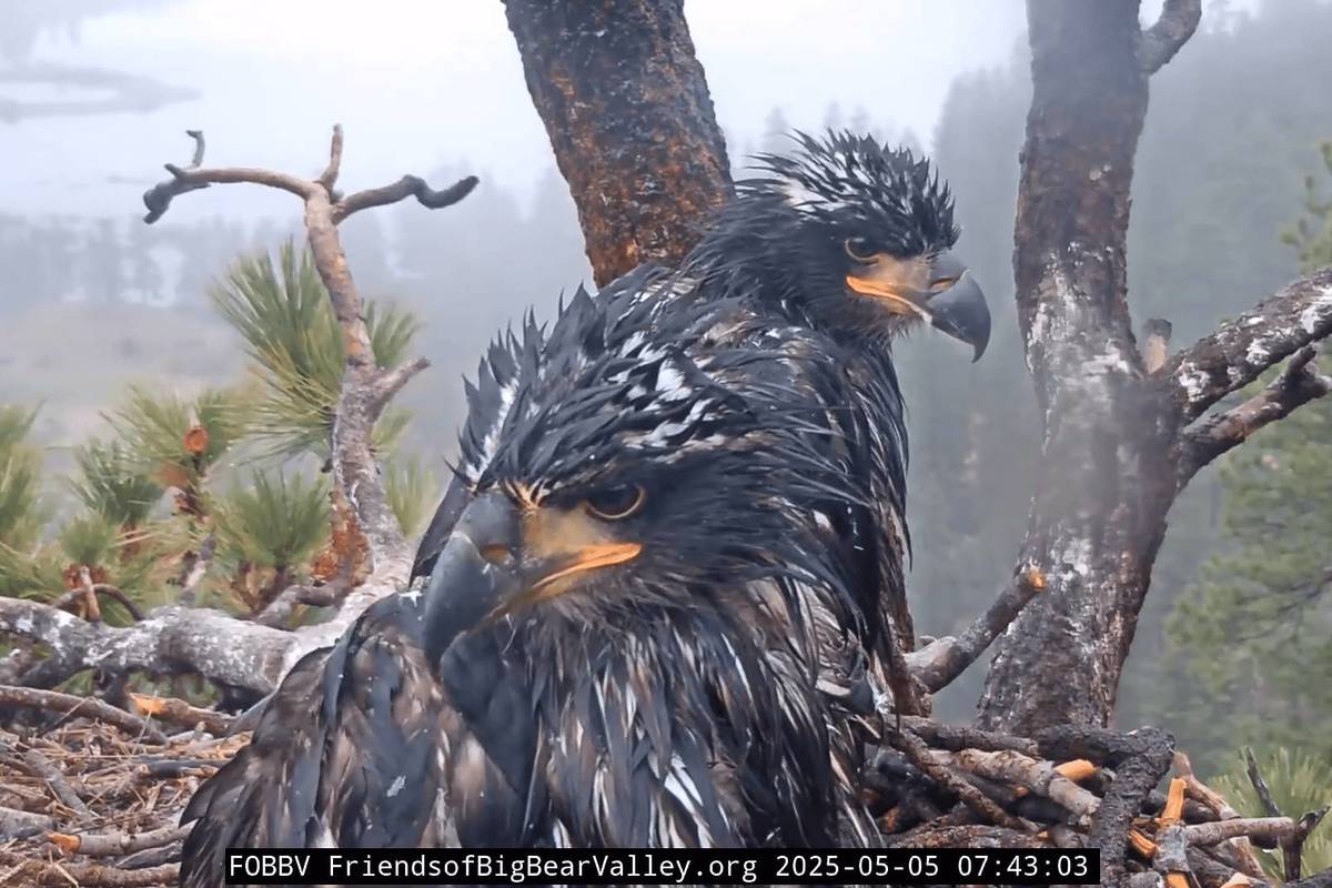 Jackie shadow eaglet gizmo first flight 60 photos - Mariaserkin.com