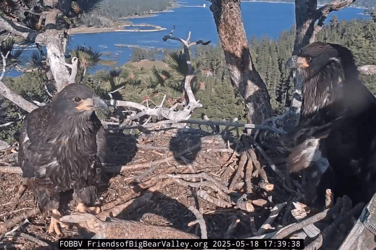 Big Bear's Celebrity Bald Eaglets To Fledge Any Moment Now