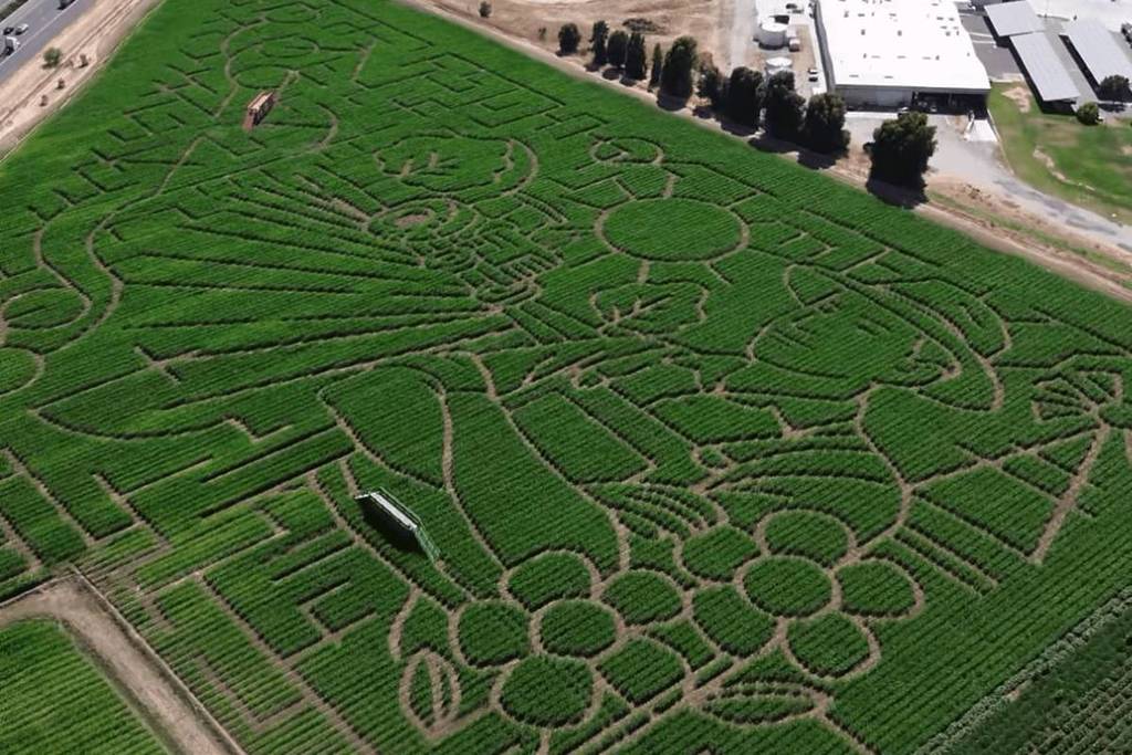 Cool Patch Pumpkins' World-Record Corn Maze Is Back For 2025