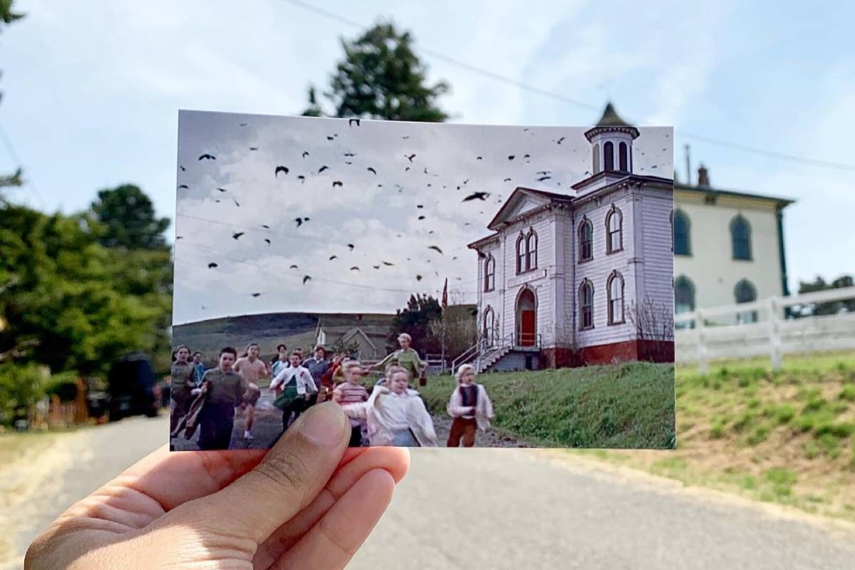 All The Bay Area Filming Locations From Hitchcock's 'The Birds'