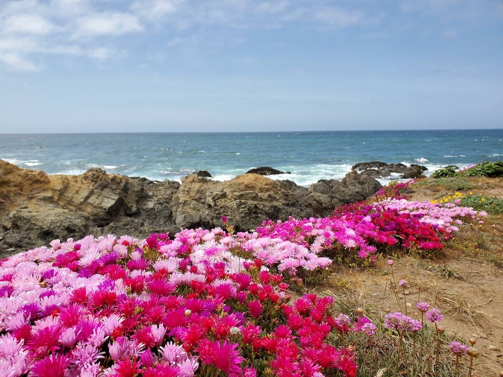 Northern California’s Cliffside Botanical Garden Spreads Across 47 ...