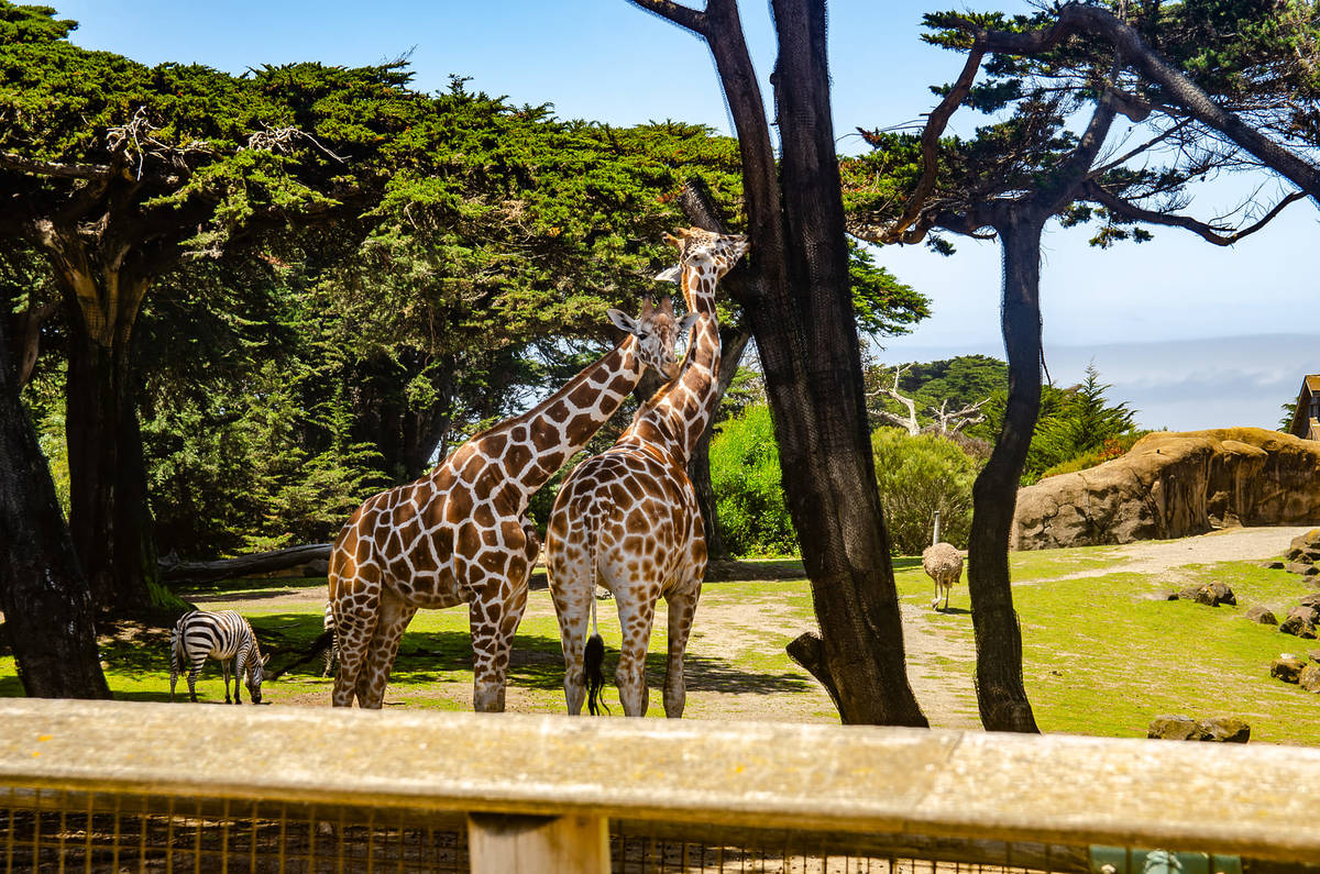 San Francisco Zoo's October Free Admission Day