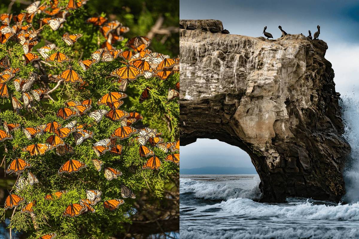 Monarch Migration And King Tides At Natural Bridges State Beach