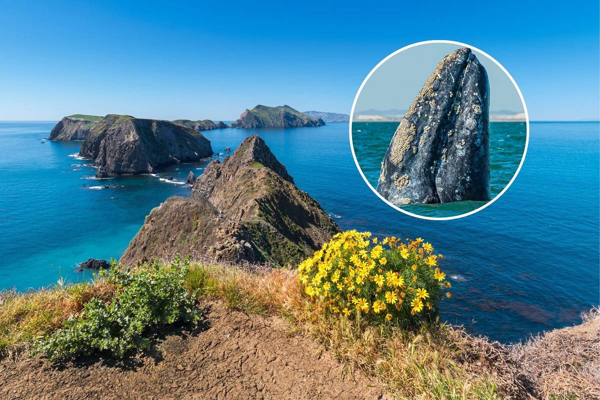 2026 Whale Watching In California's Channel Islands