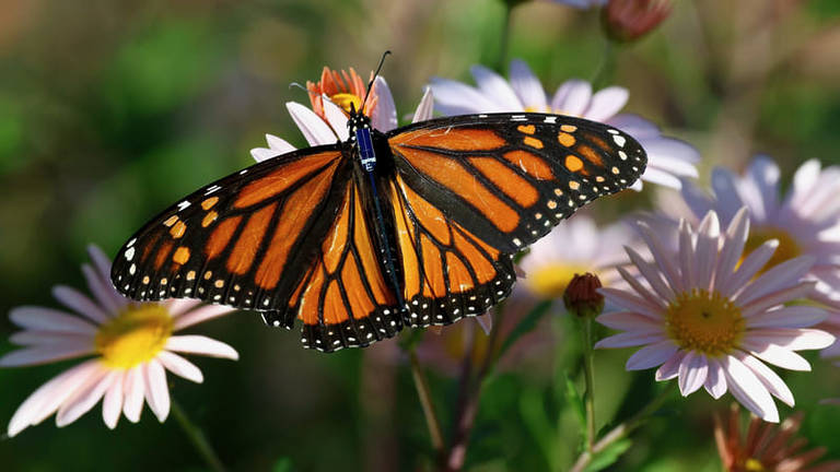 California's Monarch Butterflies Wear Tiny Trackers For New Study