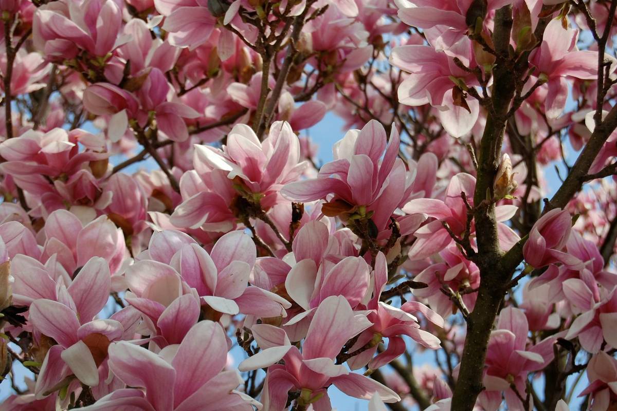 San Francisco’s Brilliant Magnolia Season Has Arrived — Over 200 Trees ...