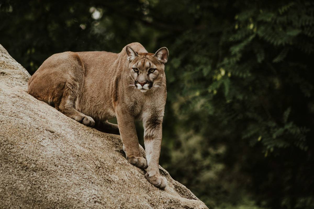 SF Animal Control Locates Lost Mountain Lion At California & Octavia ...