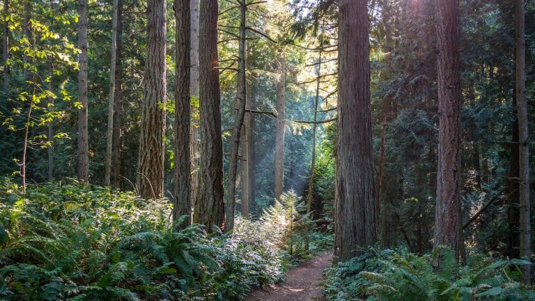 The Top 10 Washington State Parks To Check Off Your Bucket List