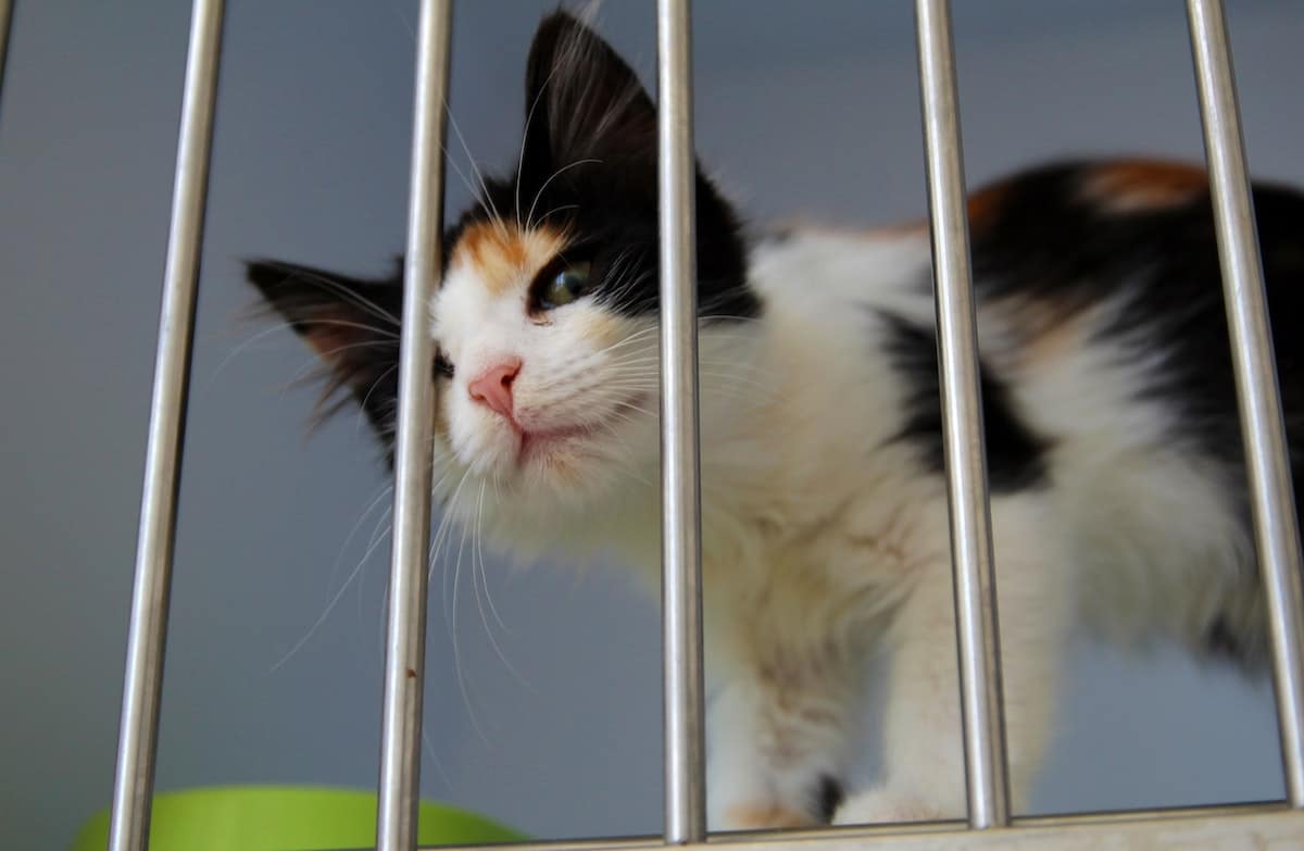 Seattle Animal Shelter Celebrates 50th Anniversary With Reduced ...
