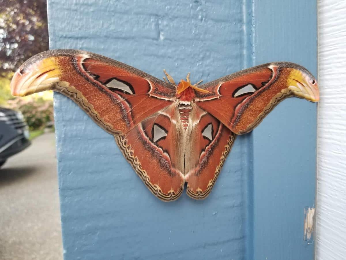 The World's Largest Moth Found In Bellevue, Sparks Public Search