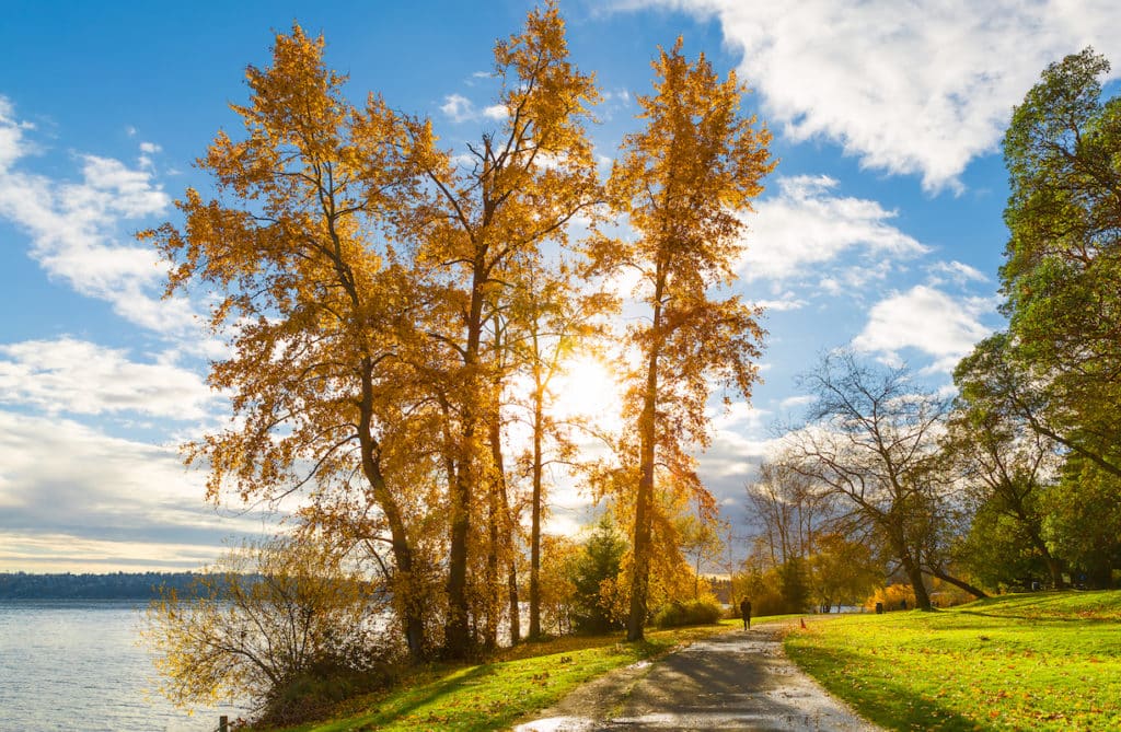 The Top 10 Places To See Fall Foliage In Seattle