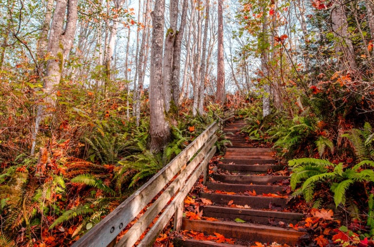 The Top 10 Places To See Fall Foliage In Seattle