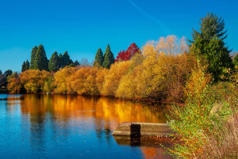 The Top 10 Places To See Fall Foliage In Seattle