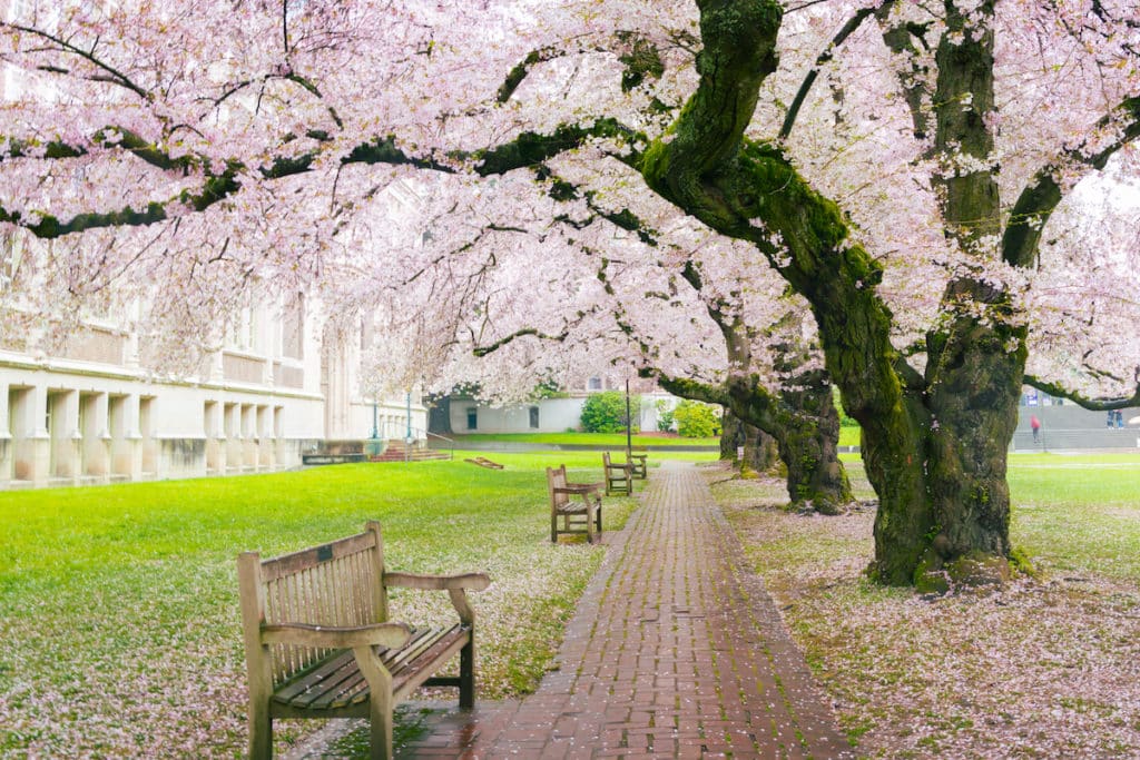 What To Do In Seattle This Spring: Your Seattle Spring Bucket List