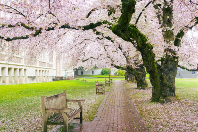 What To Do In Seattle This Spring: Your Seattle Spring Bucket List