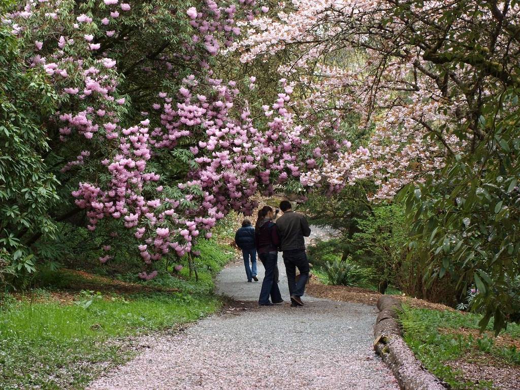 Where To Find Spring Flowers In Seattle And Nearby This Season