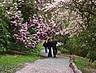 Where To Find Spring Flowers In Seattle And Nearby This Season