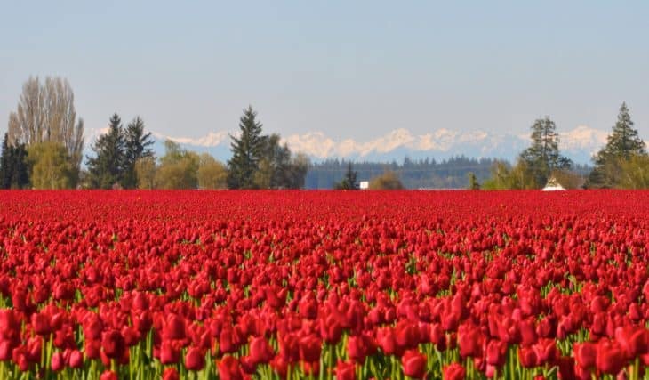 Secret Seattle - Your Complete Guide To Things To Do In Seattle