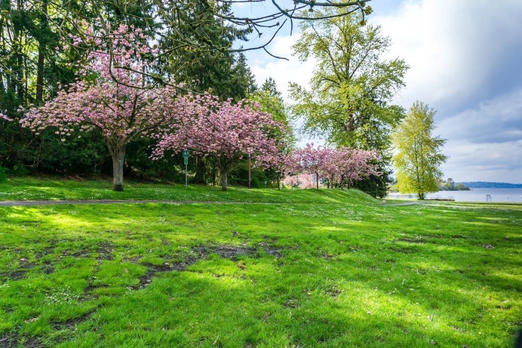 The Top 6 Places To See Cherry Blossoms In Seattle This Spring