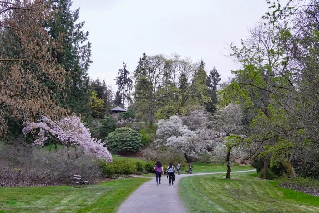 The Top 6 Places To See Cherry Blossoms In Seattle This Spring