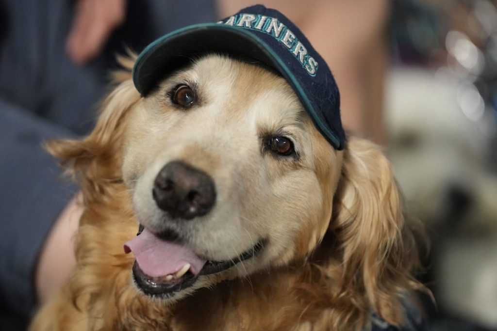 Take Your Dog To The Mariners' Bark At The Park This Summer