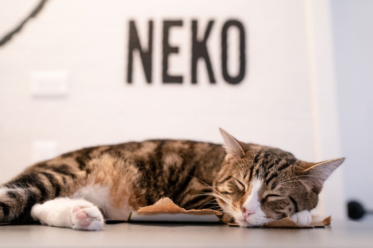 These Two Seattle Cat Cafes Are The Purrrfect Place To Relax