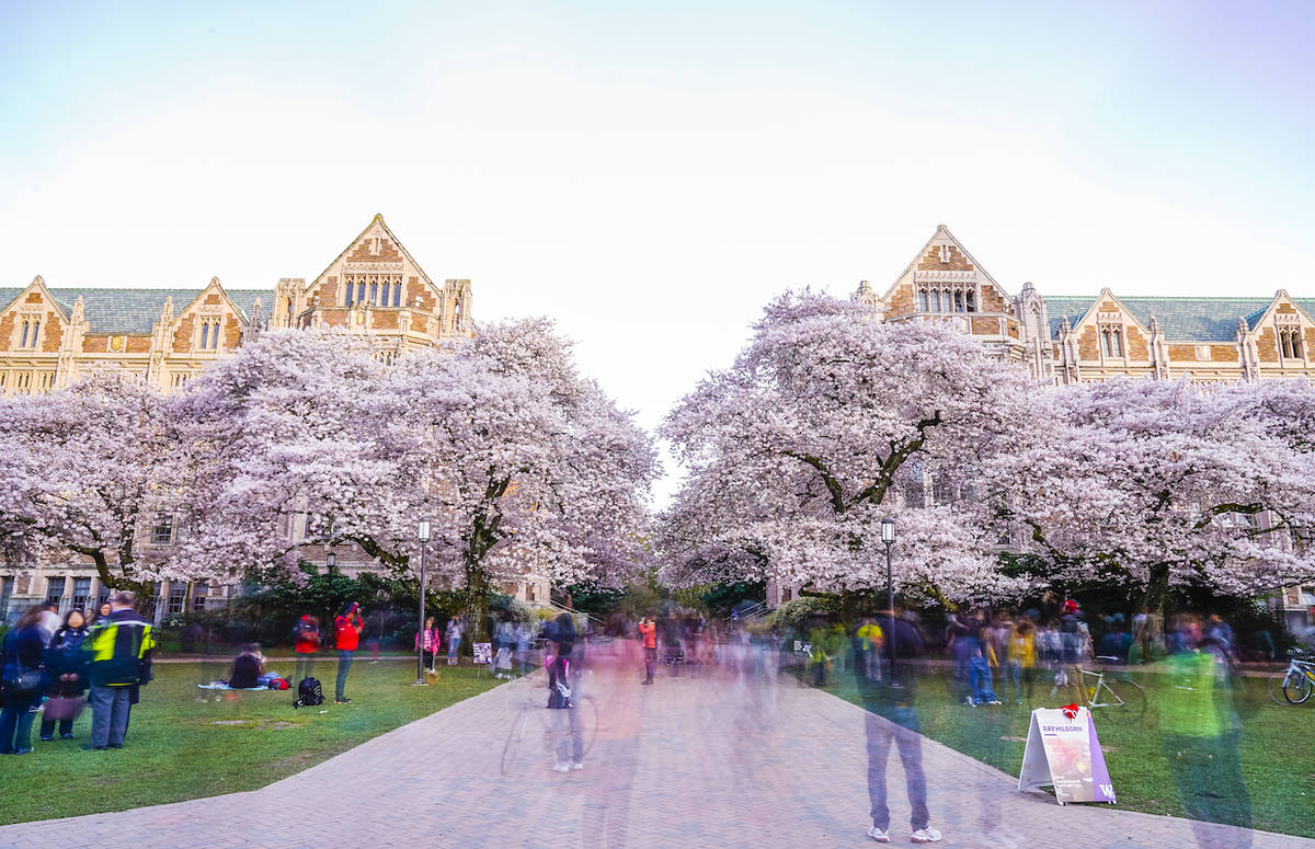 Watch The University Of Washington Cherry Blossom Livestream