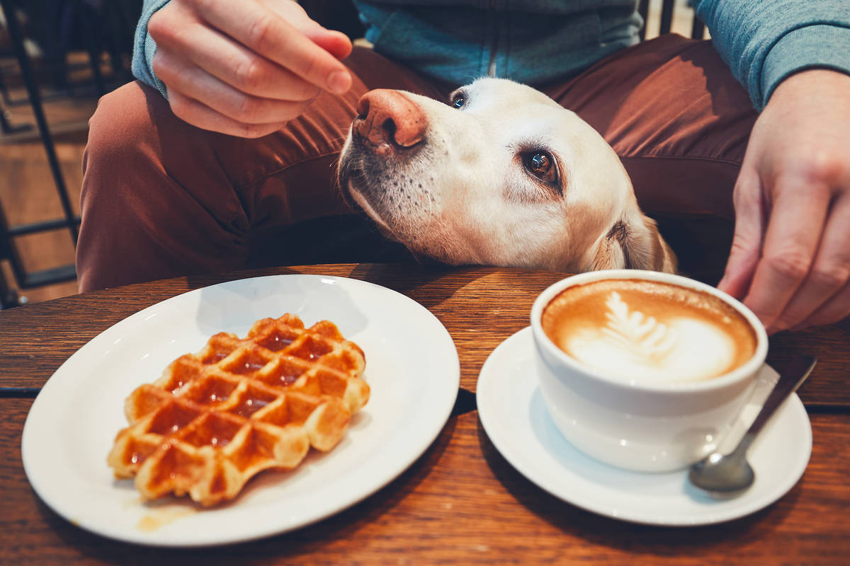 Bring Your Furry Best Friend To This Dog Cafe In Seattle