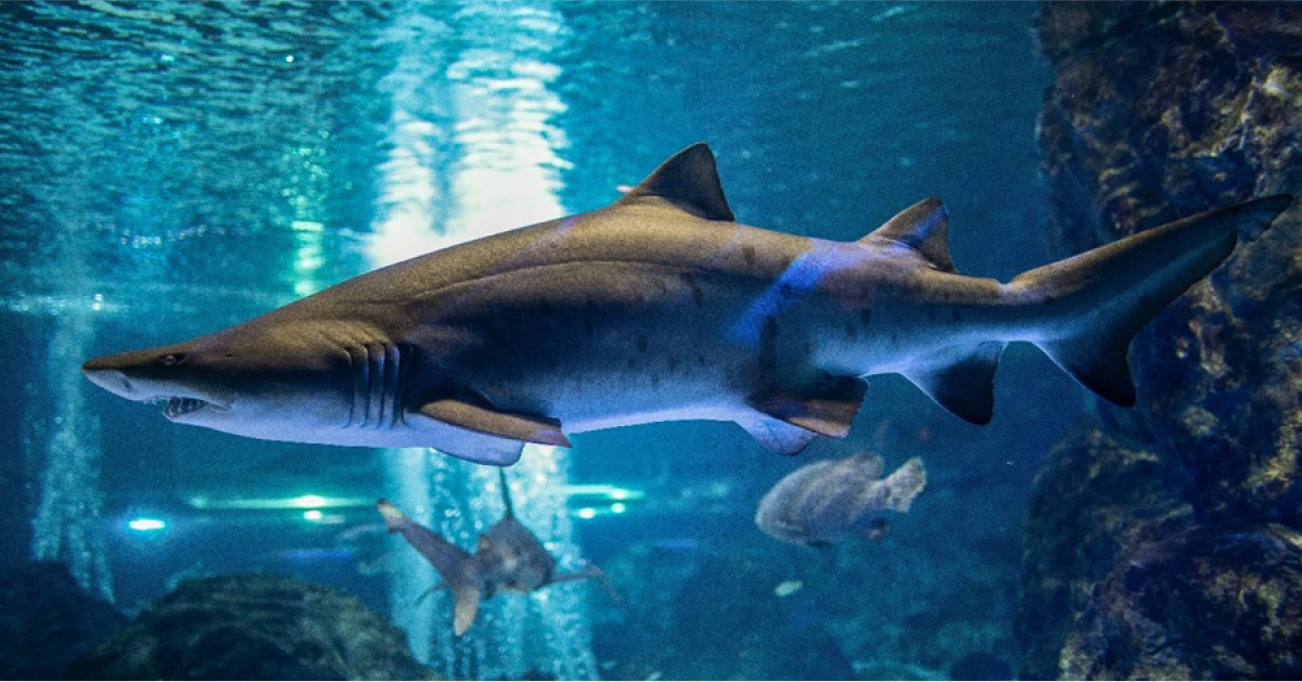 COEX Aquarium: Visitor Guide To Seoul's City-Centre Aquarium