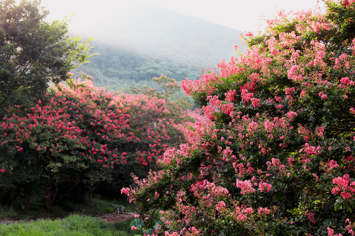 The Best Things To Do In Damyang When You Visit