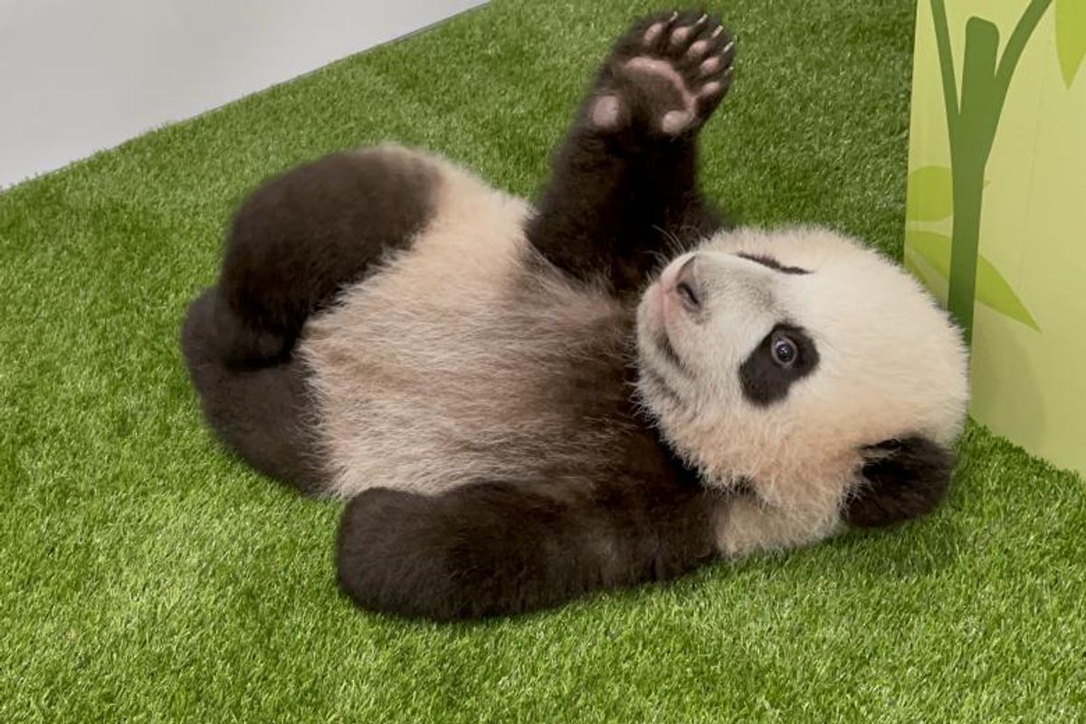 Singapore's First Panda Cub Has Received Its Name And You Can Finally ...