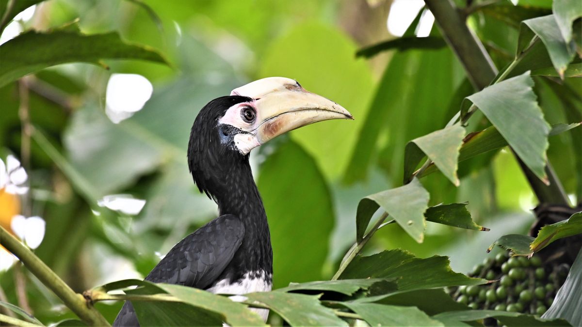 8 Unusual Animals You Didn't Know You Could Encounter In Singapore ...