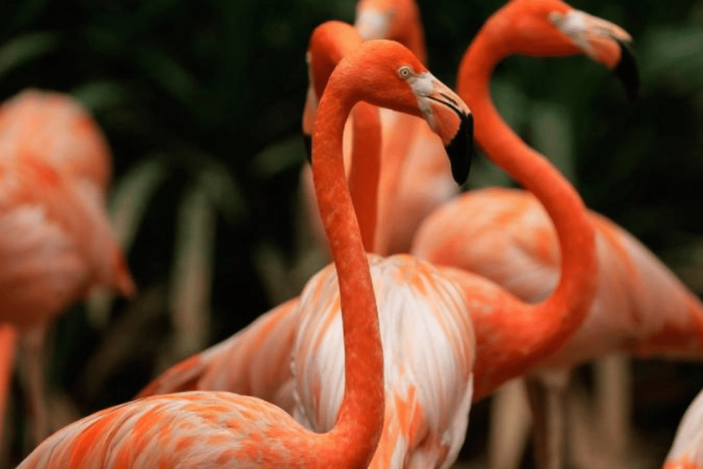 The Iconic New Bird Paradise Park Opens In Singapore This May