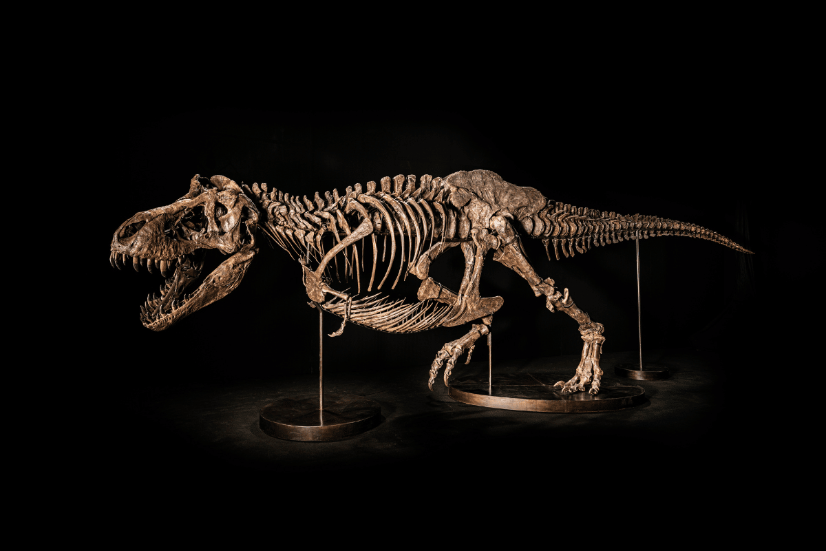 Million Dollar T-Rex Skeleton To Be Displayed Free In Singapore