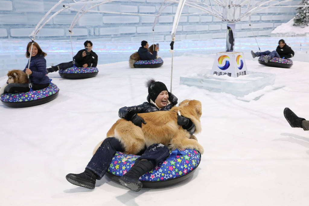 Ice Magic Singapore Is Hosting Dog Sessions This Month