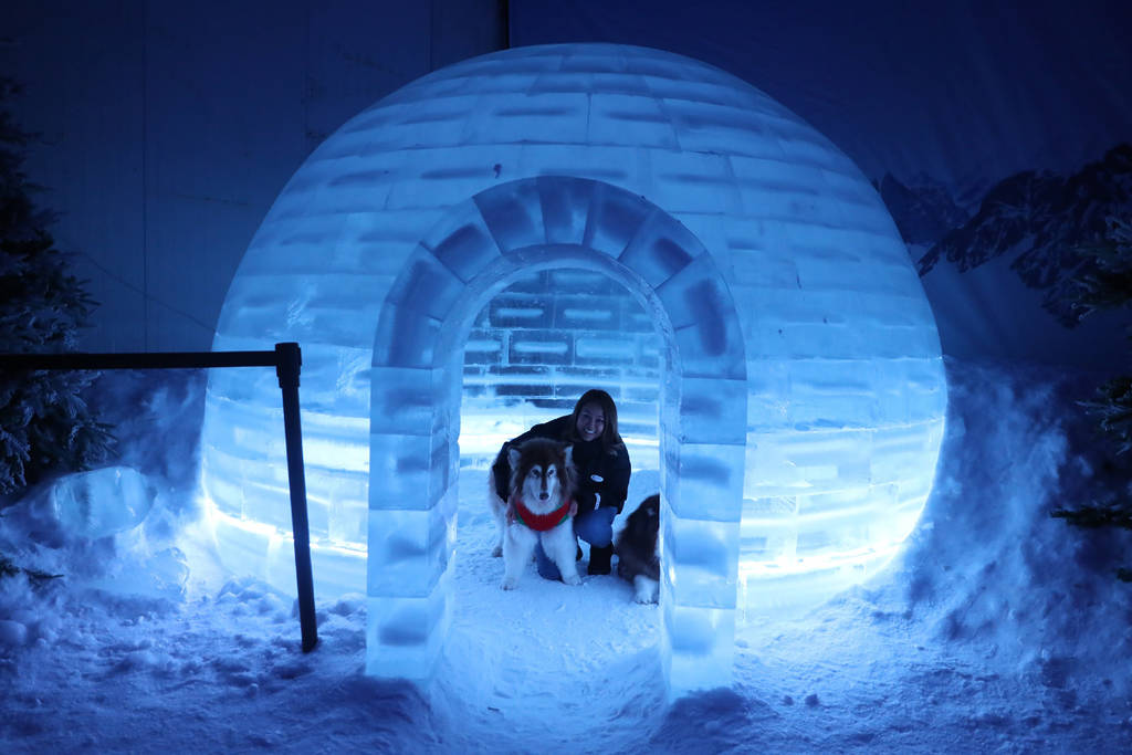 Ice Magic Singapore Is Hosting Dog Sessions This Month