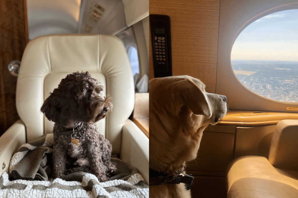 Flights For Pets: K9 Jets Allows You To Fly Worldwide With Pets