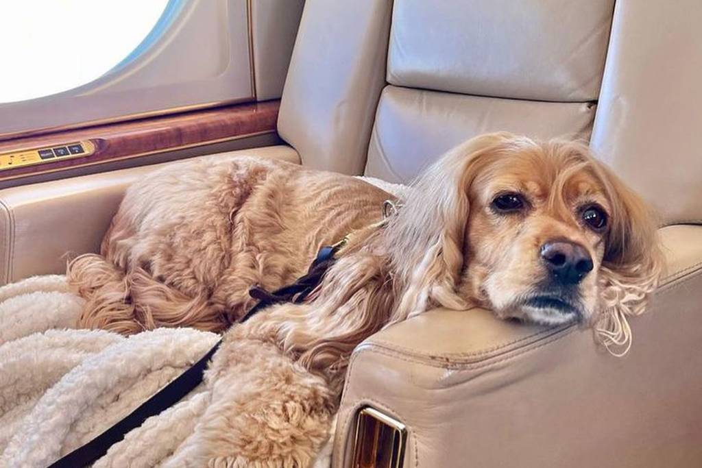 Flights For Pets: K9 Jets Allows You To Fly Worldwide With Pets