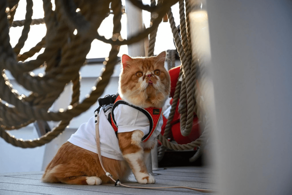 Cat Cruise: The World's First Cat Cruise From Singapore
