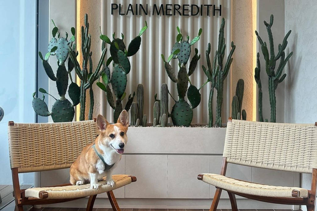 Plain Meredith Is A New Pet-Friendly Brunch Cafe In Singapore