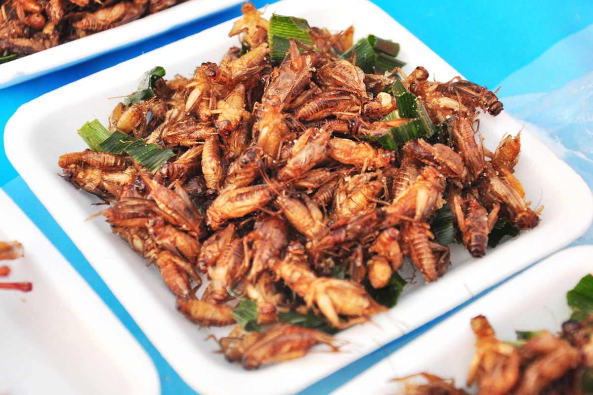 16 Insects Species Have Been Approved As Food In Singapore